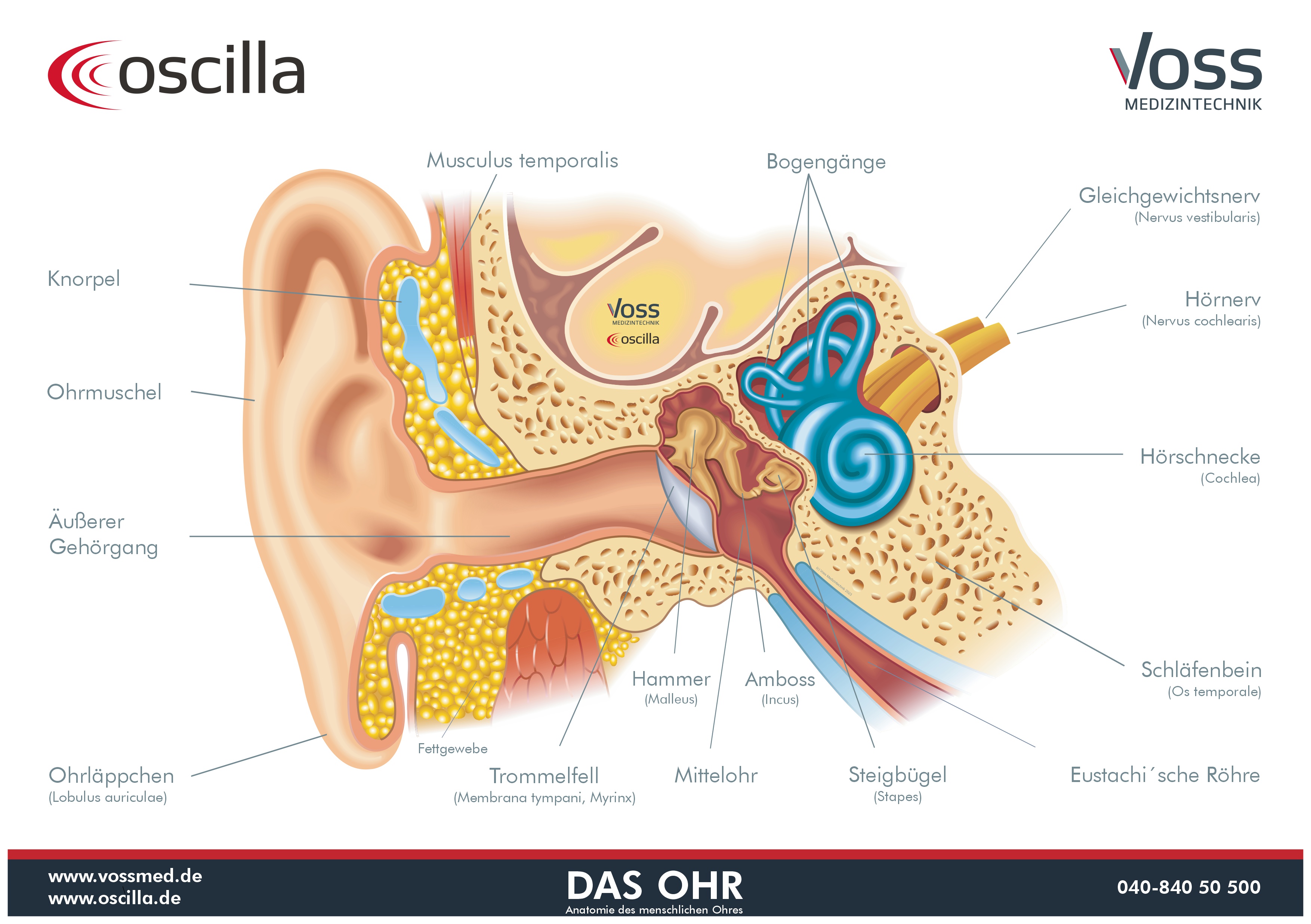 Funktionsweise des menschlichen Ohres